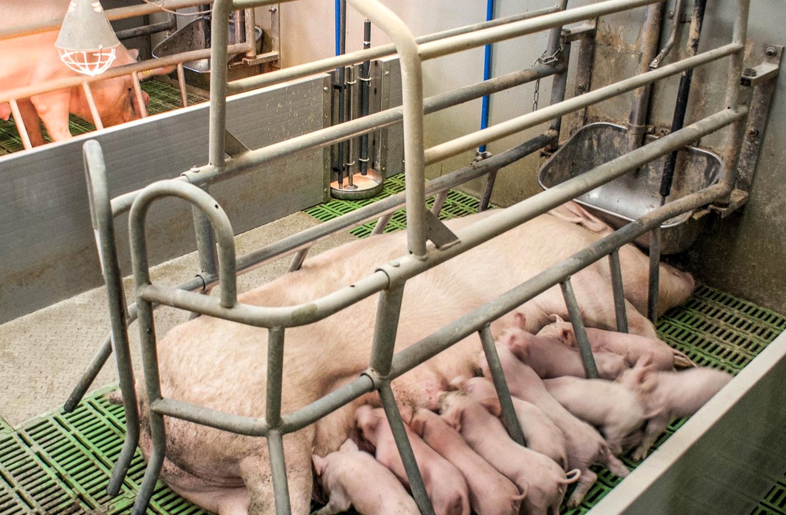 Sow feeding – liquid - Fütterungstechnik | TEWE