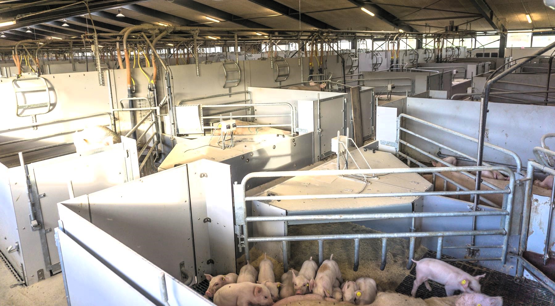 Sow feeding - Fütterungstechnik | TEWE