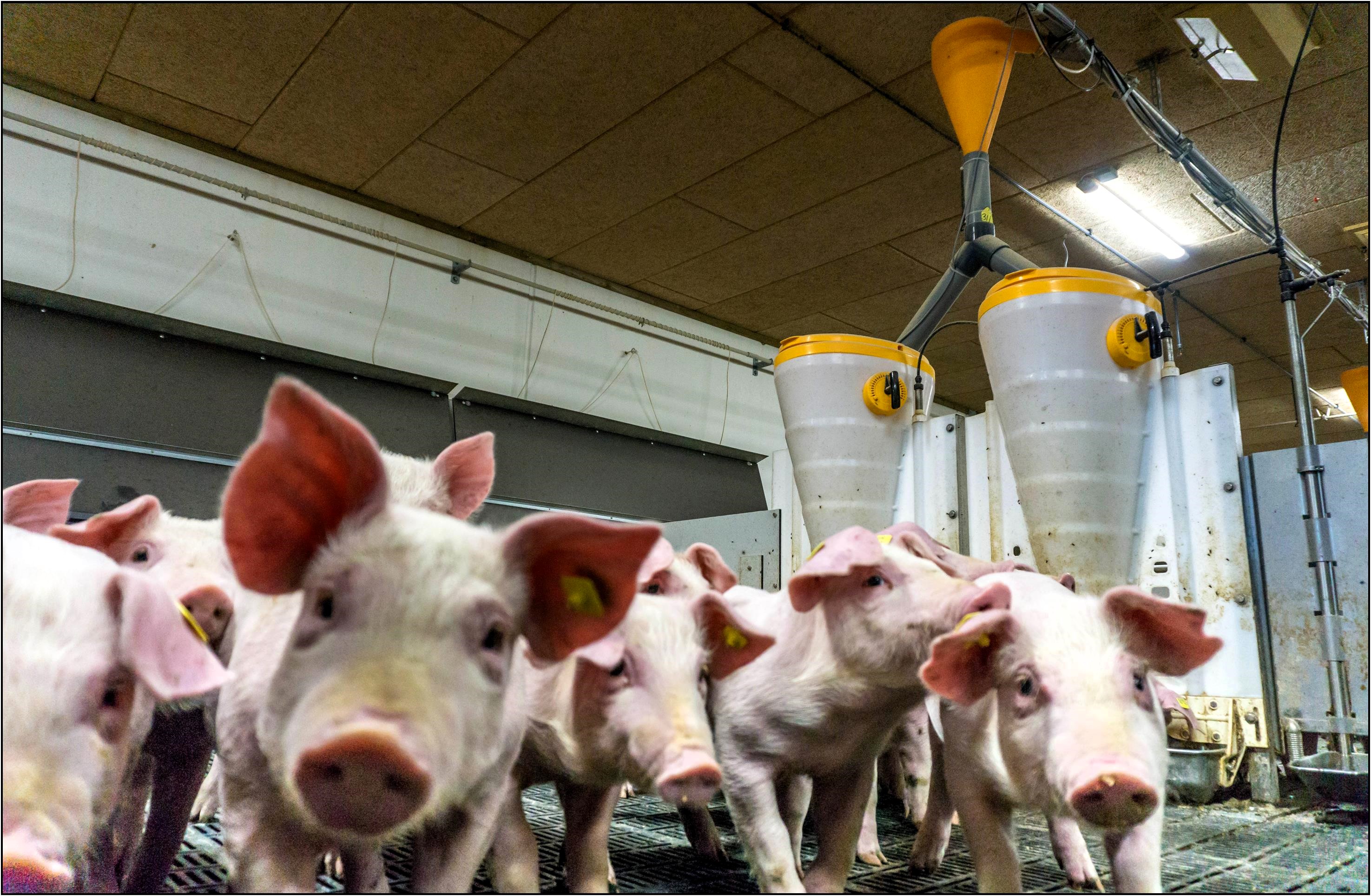 Piglet feeding – dry - Fütterungstechnik | TEWE
