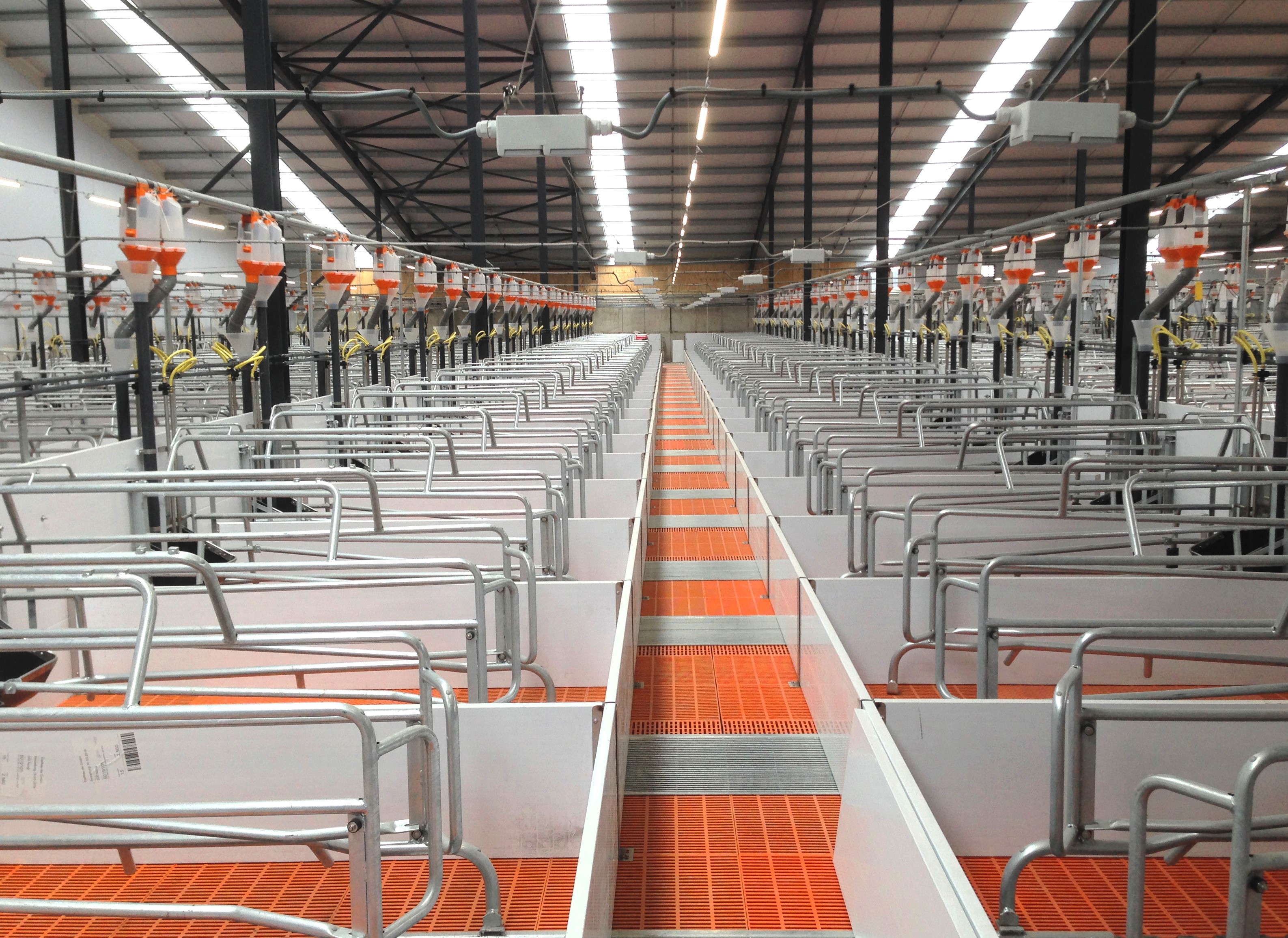 Sow feeding – dry - Fütterungstechnik | TEWE